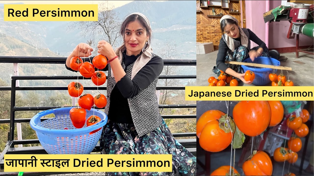 I Tried Japanese Style of Drying Persimmon😍 Village Lifestyle in Shimla ...