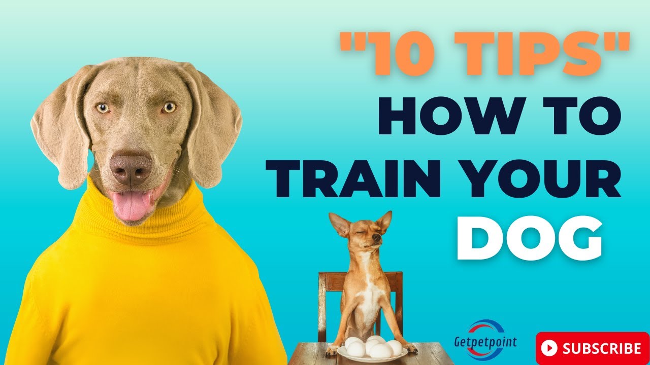 10 Tips for Training Your Dog how to train your dog easy tips - YouTube