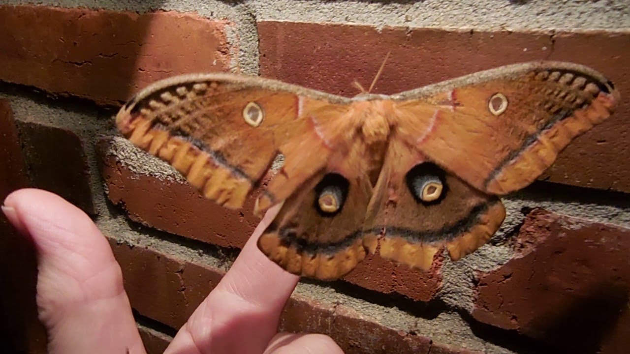 Polyphemus Moth on my Finger || ViralHog - YouTube
