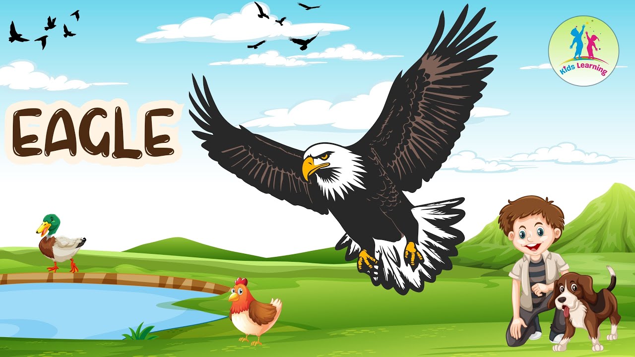 Eagle | Birds Educational video | for kids - YouTube