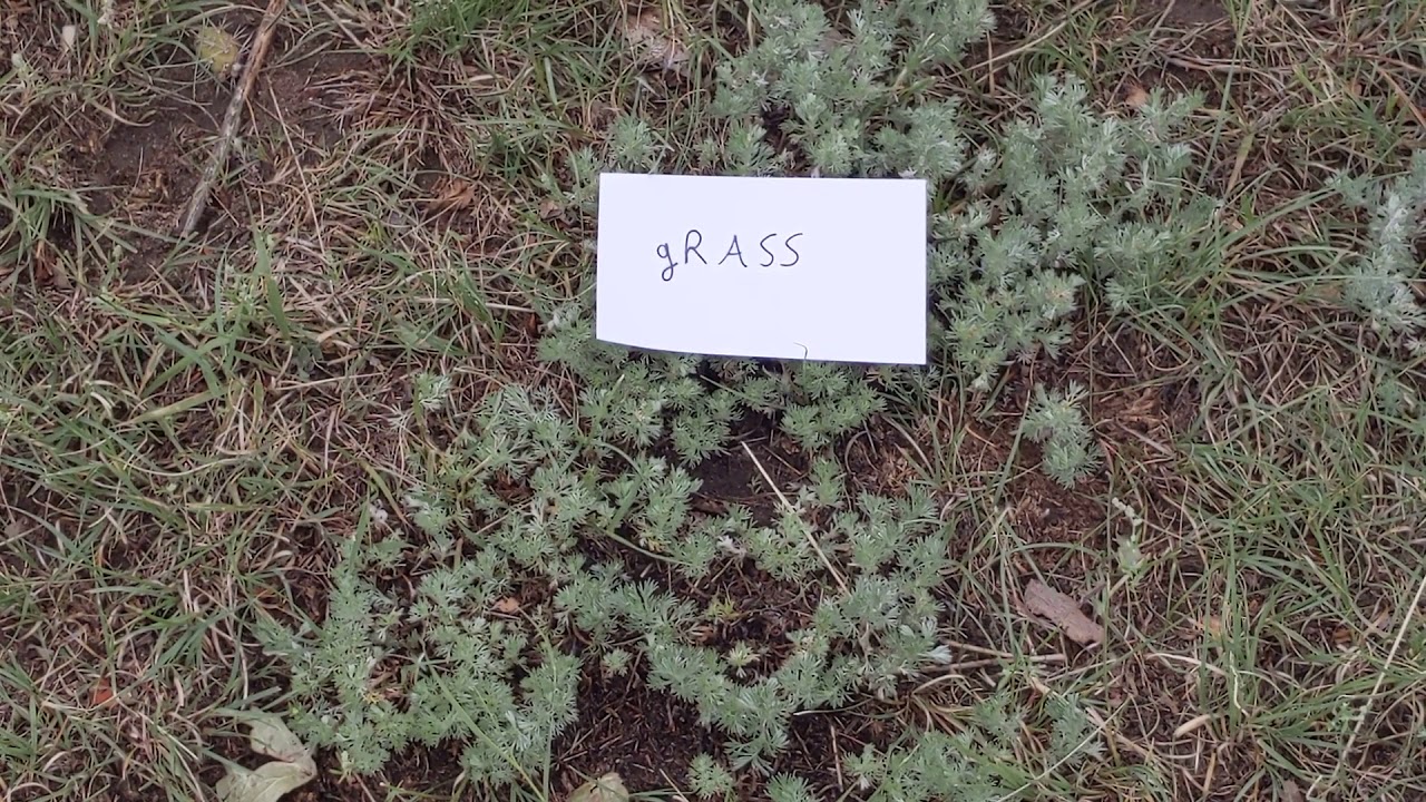 Labeled Grass - YouTube