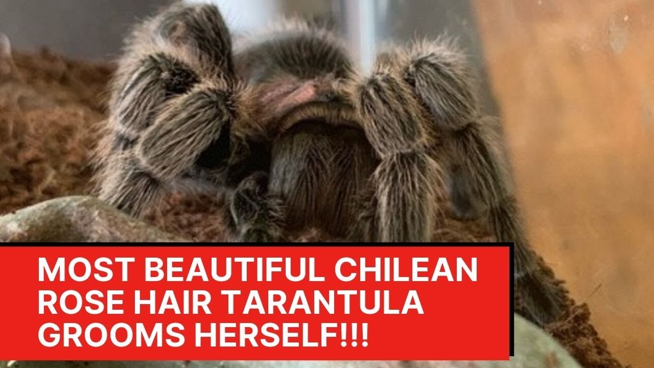 The Most Beautiful Chilean Rose Hair Tarantula Grooming Herself - YouTube