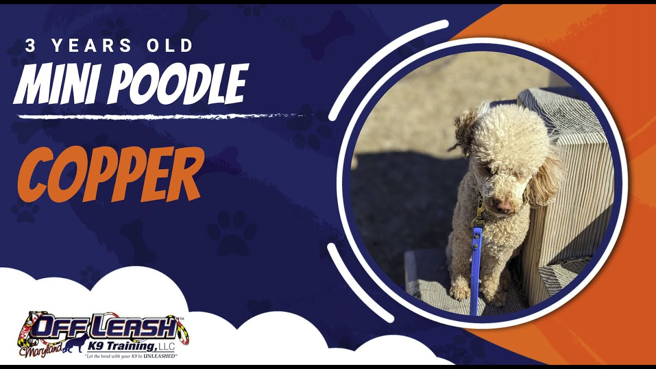 Mini Poodle ~ Cooper~ Off Leash K9 Training Maryland~ 2 Week Board ...