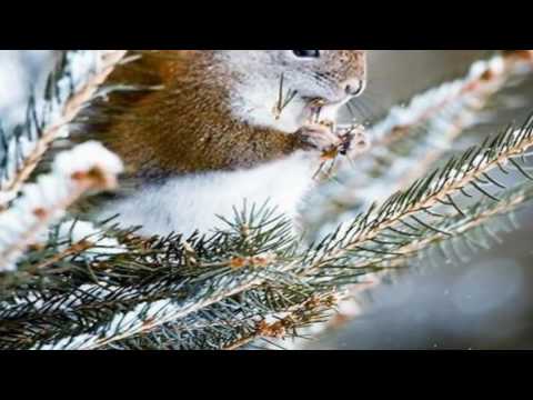 La ultima nieve de primavera / Fausto Papetti