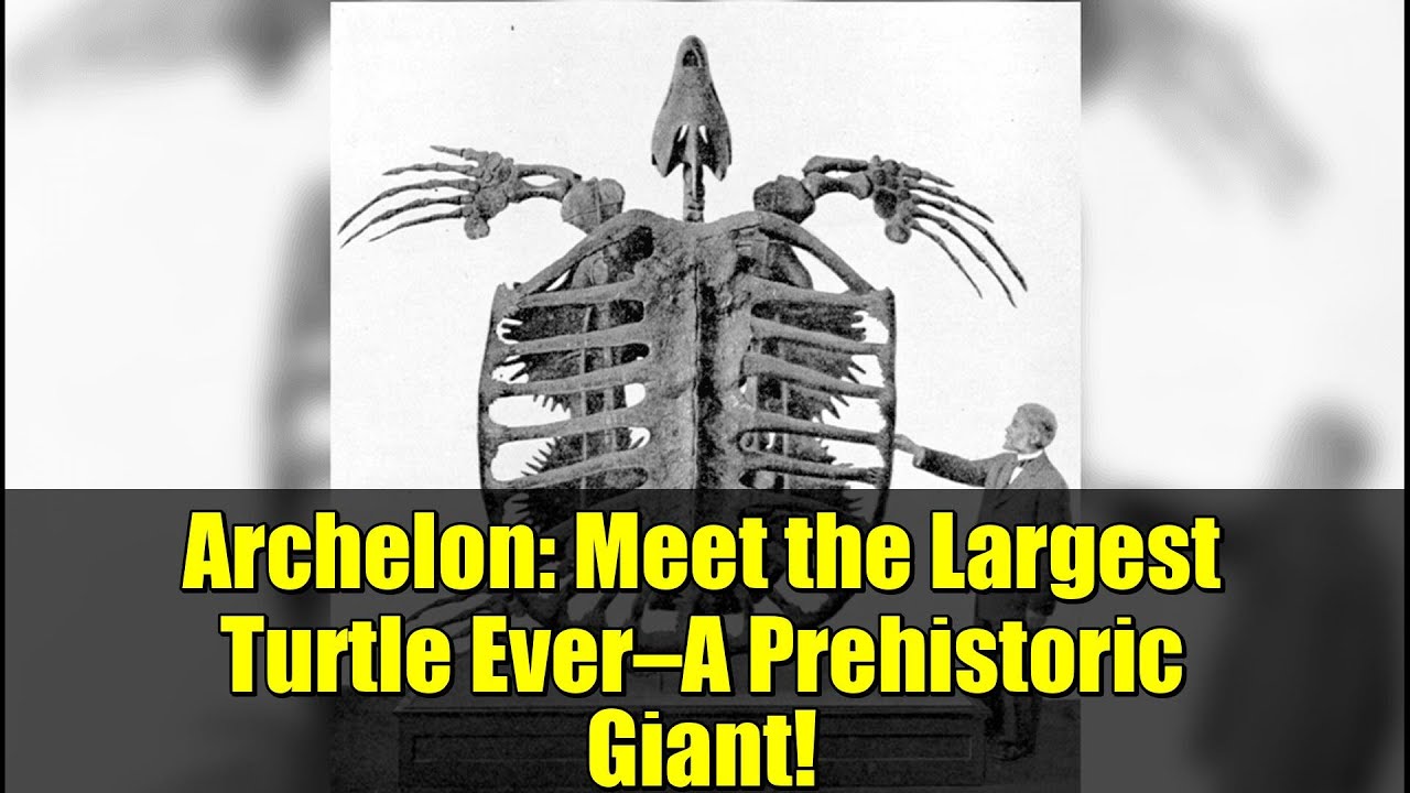 Archelon: Meet the Largest Turtle Ever—A Prehistoric Giant! - YouTube