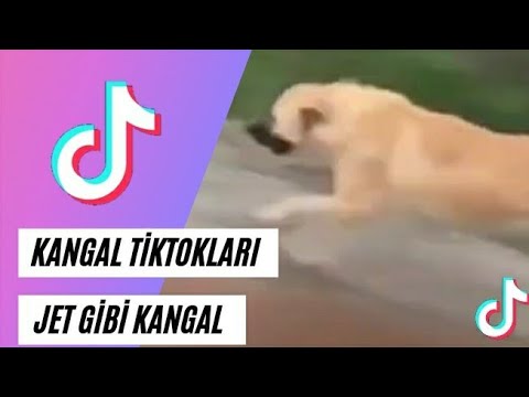 EFSANE KANGAL TİKTOK DERLEMESİ #4 ( JET GİBİ KANGAL )