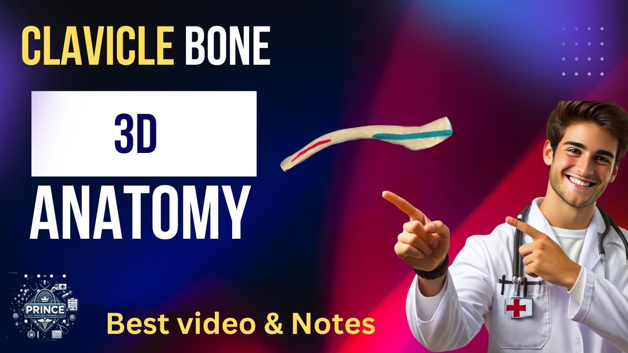 clavicle bone anatomy 3D pics | clavicle bone attachment ...