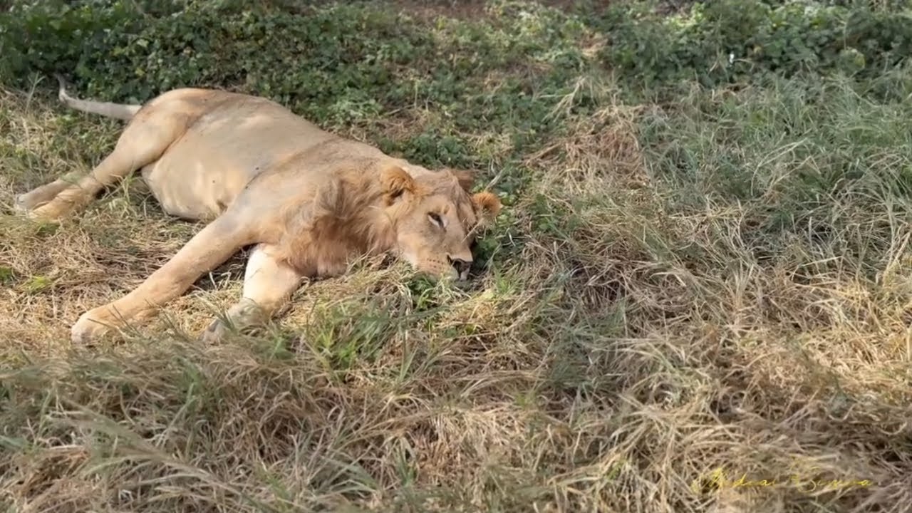 Other Son of Famous Lion Bob Jr found far from his injured brother ...