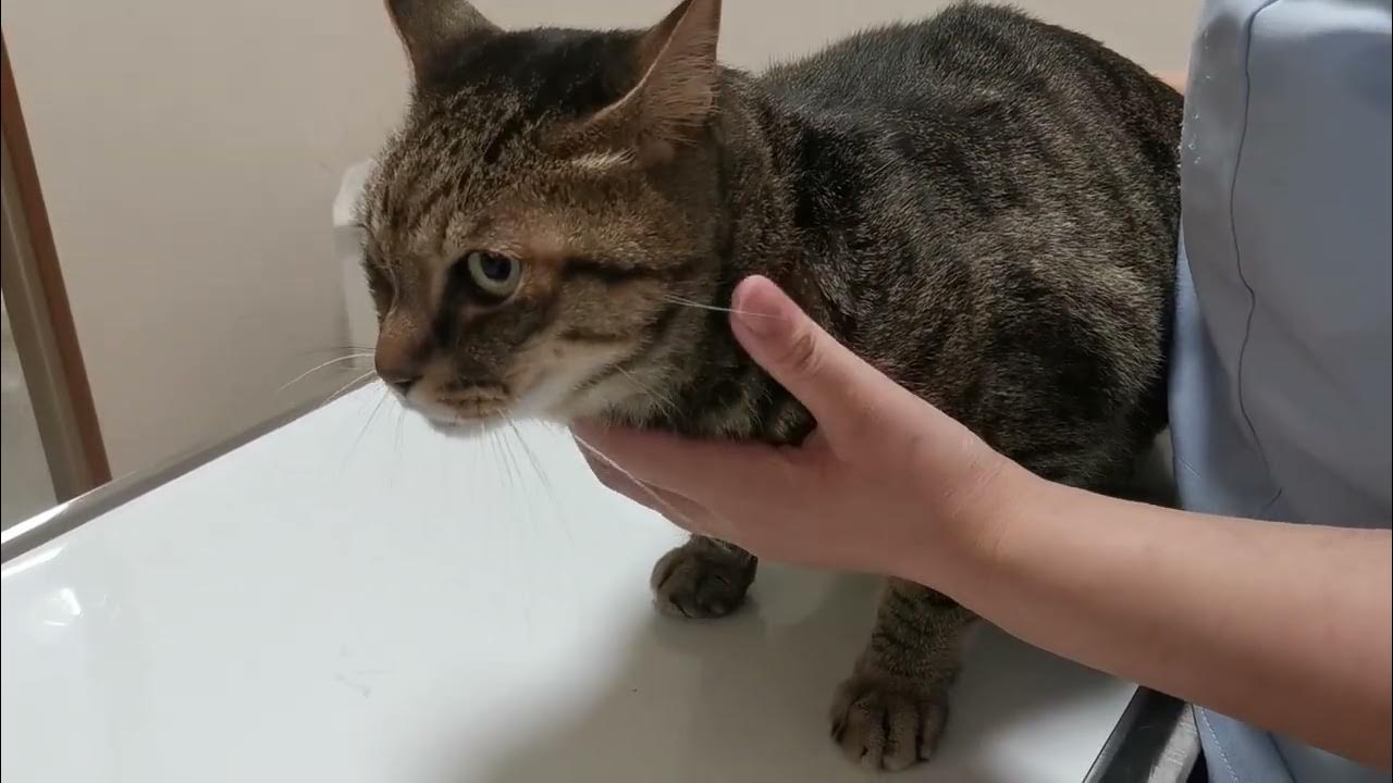 20230622クロ病院病名確認 - YouTube