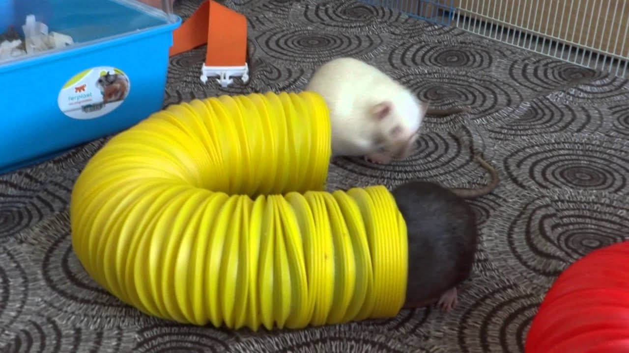 Having Fun With Our Rats. - YouTube