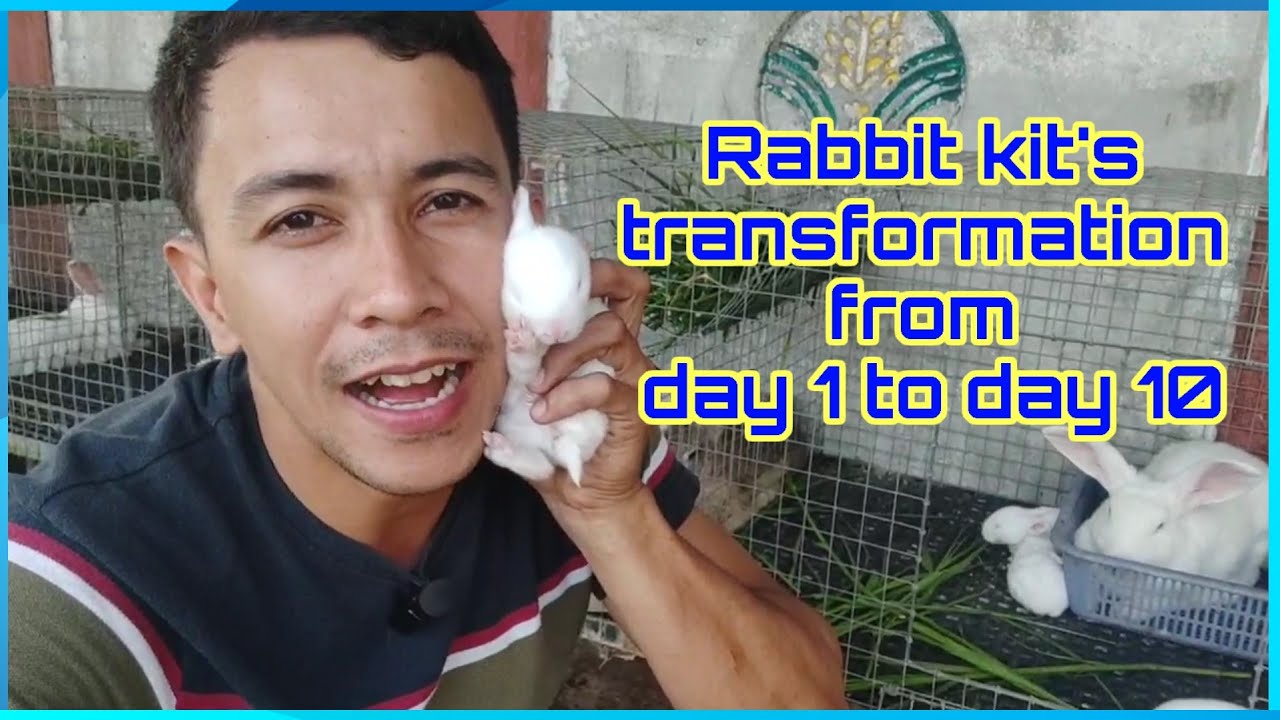 Rabbit kit's transformation from day 1 to day 10 #rabbitfarming #rabbit ...