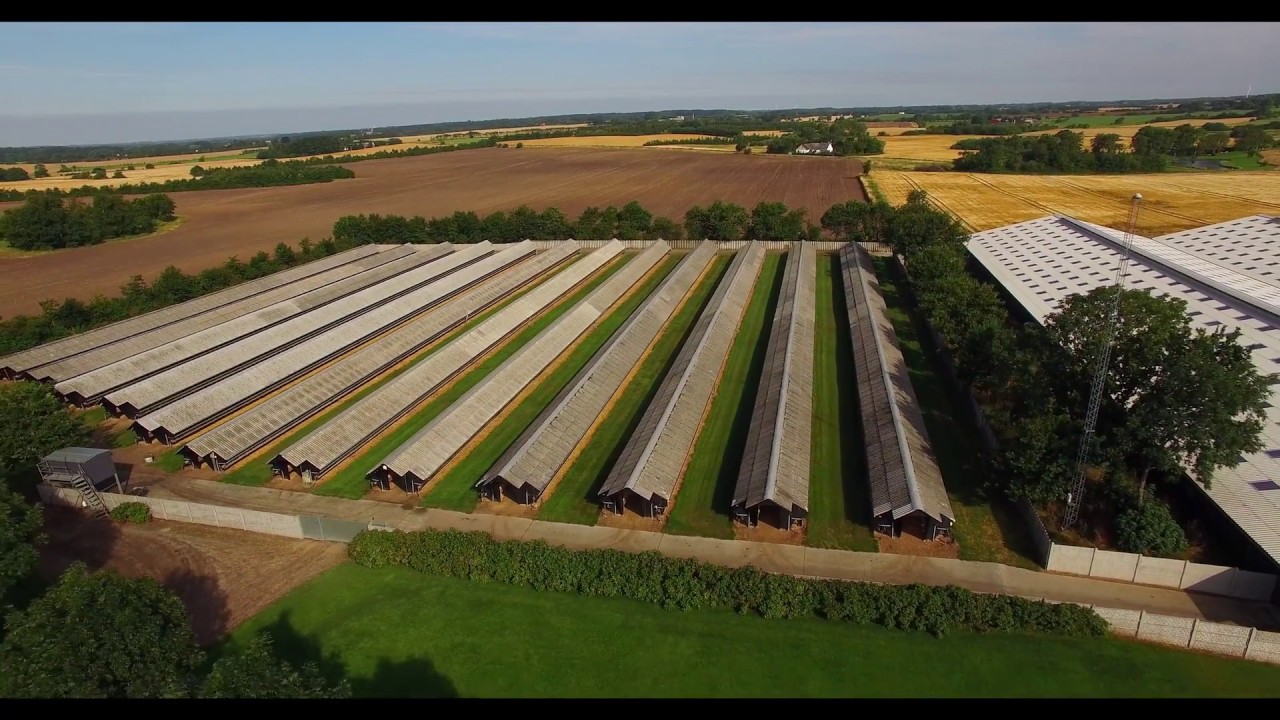 Animal welfare on Danish mink farms - YouTube