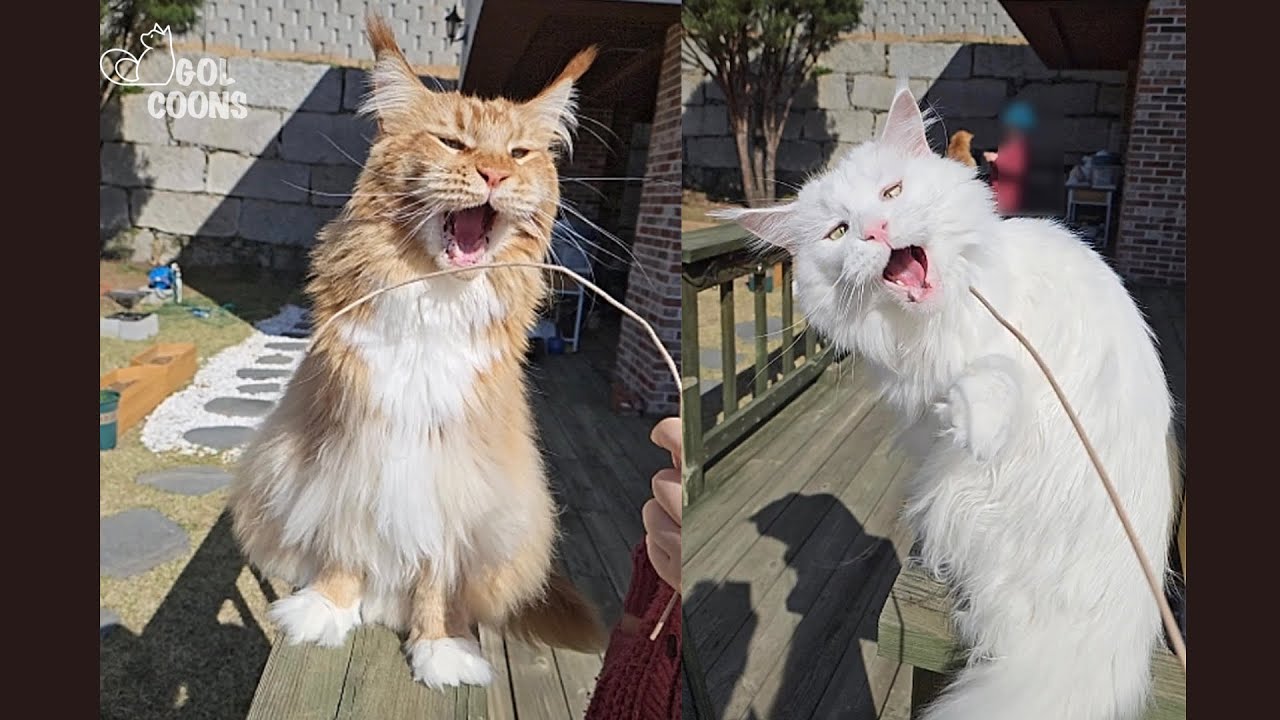 냥이 슬로우 모션 꿀잼ㅋㅋ │ 메인쿤 │ Maine Coon Cat - YouTube