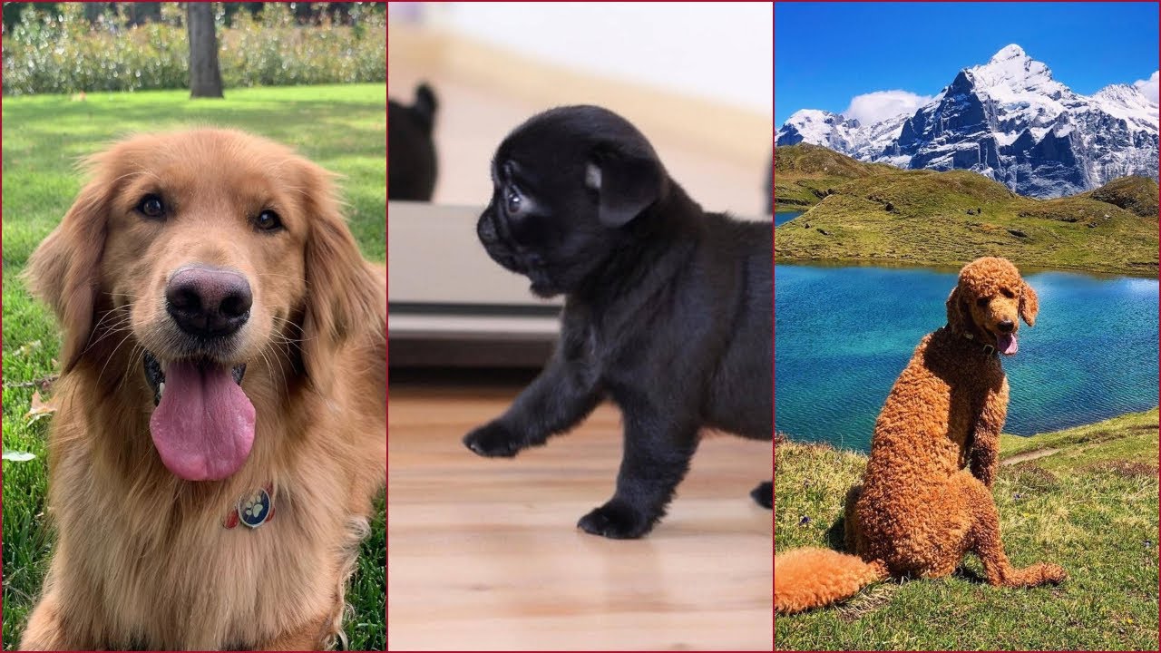 Top 10 dogs for girls 2020 Animal story - YouTube