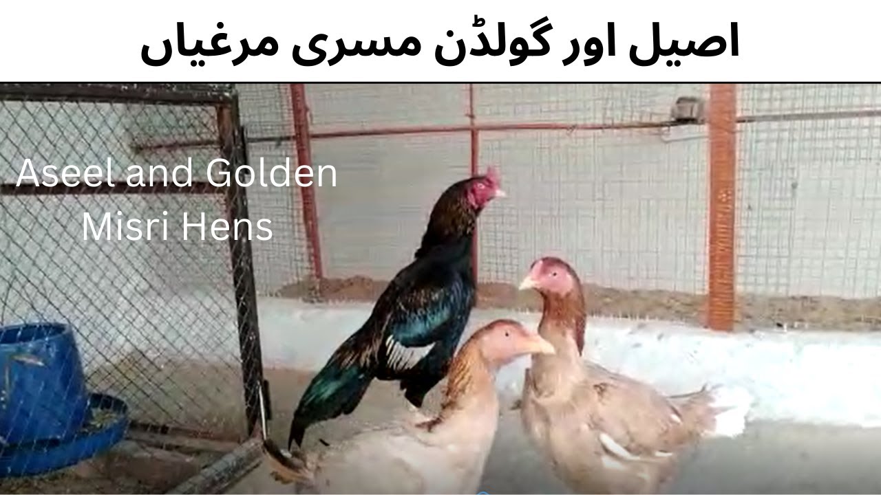 Aseel Hens | Golden Misri Hens |hens laying eggs #Capturing Nature # ...