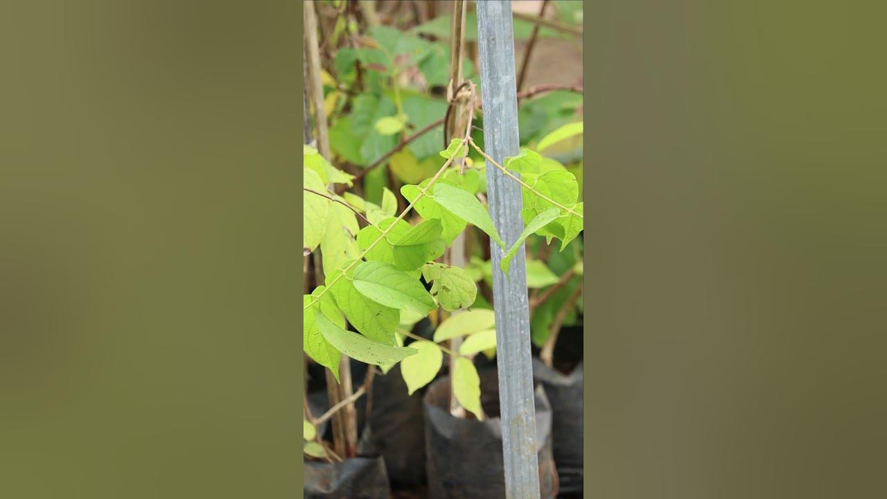 Radha Manohar Plants | Rangoon Creeper | Best Flower Plants | Ashok Chakra Nursery | Kadiyam ...
