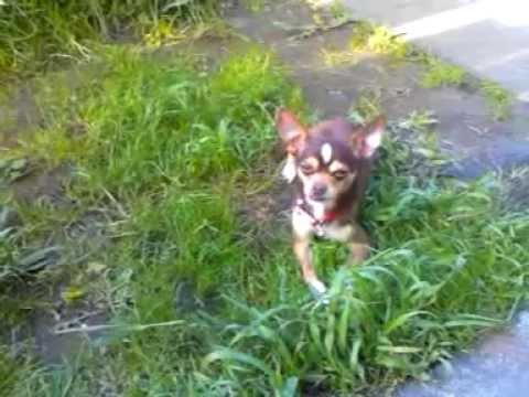 DOG GETS HIGH ON WEED - YouTube