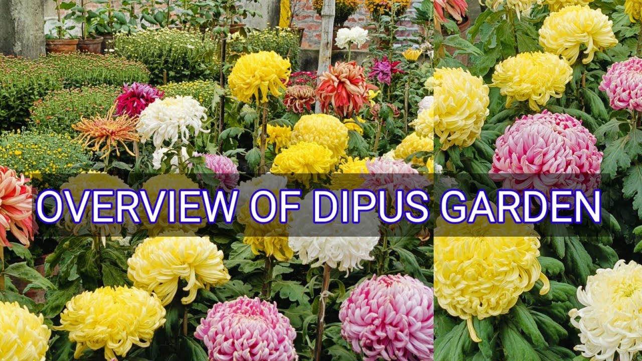 চন্দ্রমল্লিকা ফুল ফোটার পরে ফুলগুলোকে ভালো রাখবেন কি করে? OVERVIEW OF ...