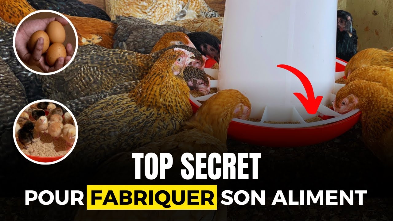 L’Aliment Parfait pour Poulets : Recette Maison Facile et 100% ...