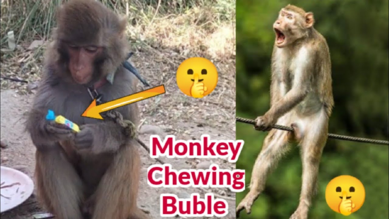 Monkeys Being Familiar With Living Beside Human Society | Viral Monkey ...