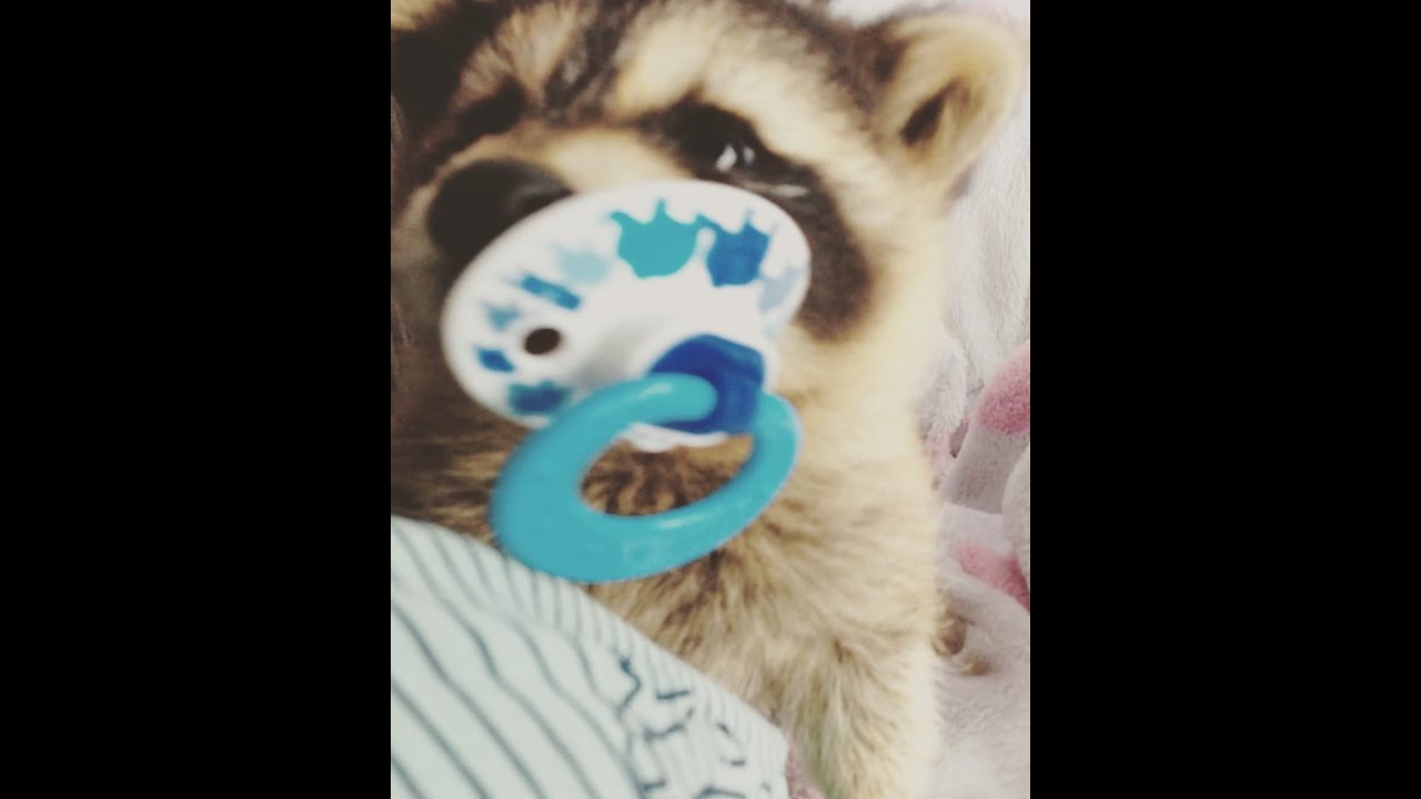 COD GHOSTS JEU D'ARMES🤮BRUH🤮~CERCLE VICIEUX~MAIS QUI A DIT QU'IL FAUT ...