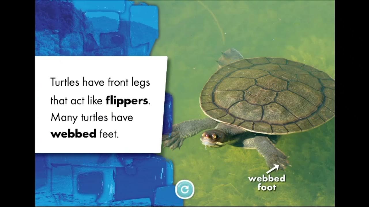Turtles or tortoise nonfiction book / read aloud book. - YouTube