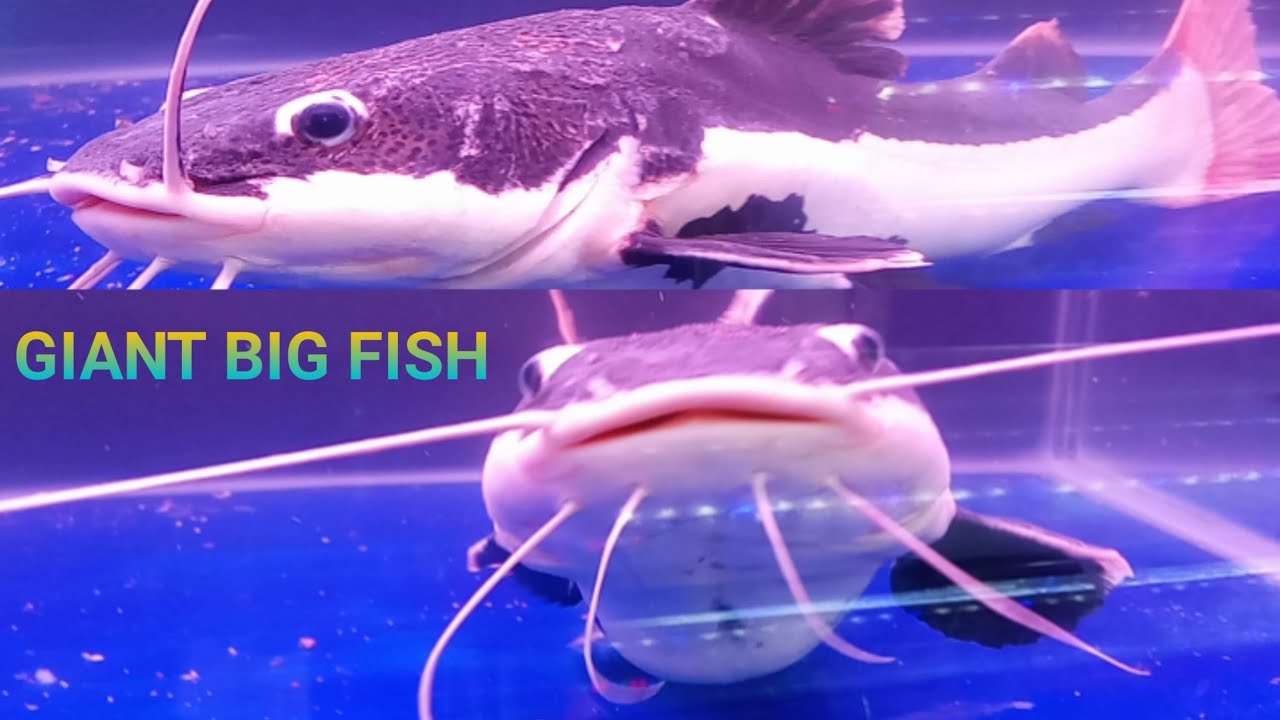 Giant Big Fish😱 in the Deep Water😳| Aquarium 4k VIDEO ( ULTRA HD ...