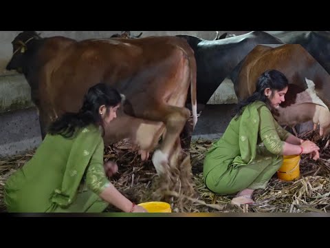 गाय कूद गई👿#two finger cow milking by hand village girl#ciw#buffalo#villagelife#farminglife#milking