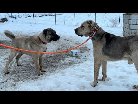 HUGE TRANSFER. I GOT A DOG FOR THE FARM - YOU'VE NEVER SEEN ANYTHING LIKE IT BEFORE.