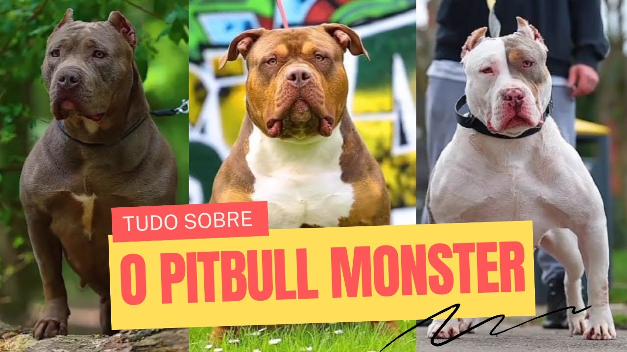 Pitbull Monster: O Verdadeiro Guardião – Tudo Sobre Essa Raça Incrível ...