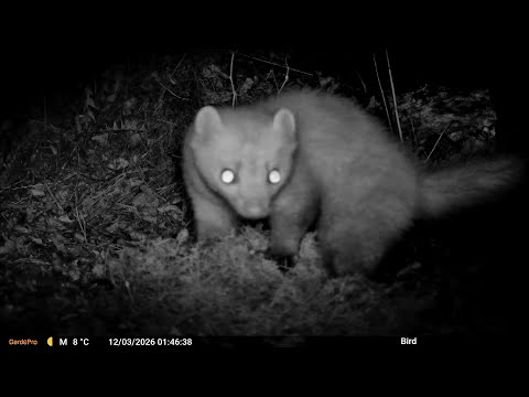 Faina predatore notturno d'alta quota !!🦫