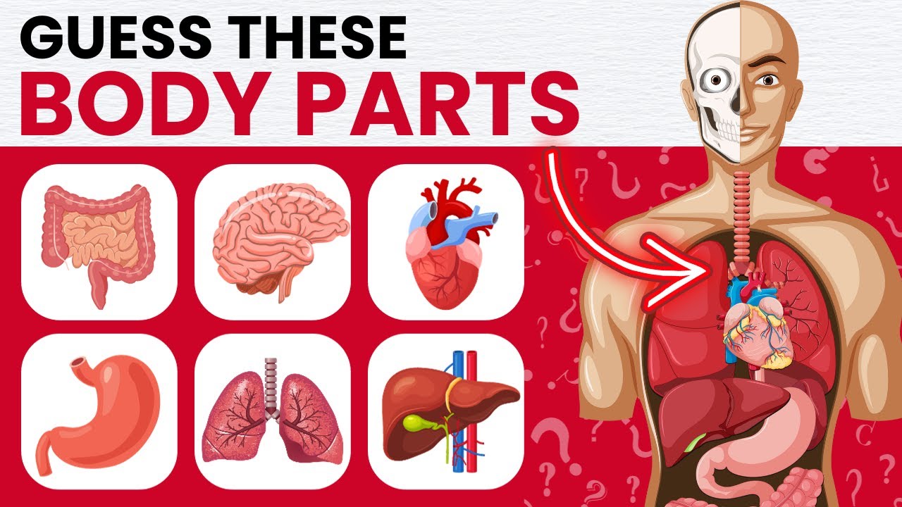 Guess Human Body Parts: Identify the Anatomy in Our Visual Challenge ...