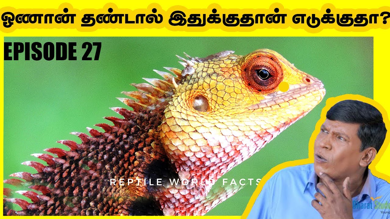 ஓணான் பற்றிய ஆச்சரியமான தகவல்கள் Surprising information about Onan ...