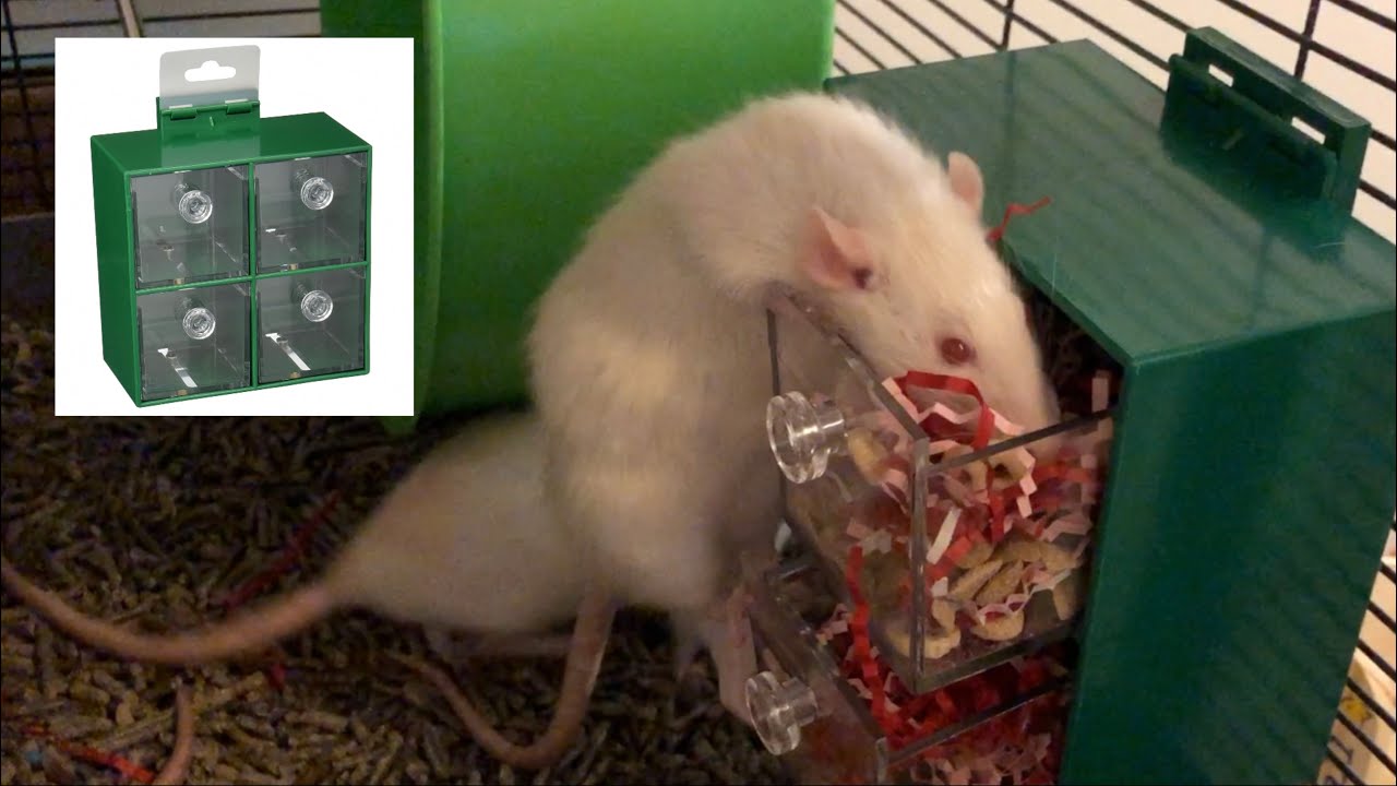 Rat Foraging Friday #31 (Featherland Paradise 4 Large Drawers) - YouTube
