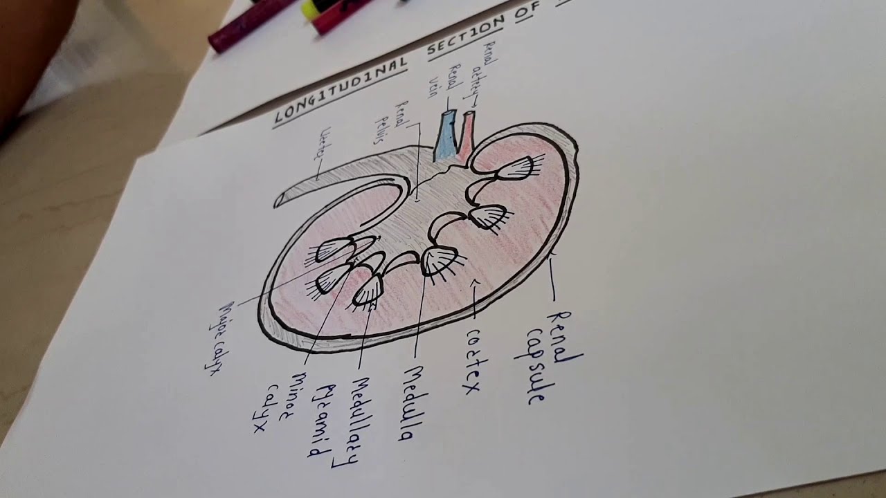 How to draw L.S. of Kidney - YouTube