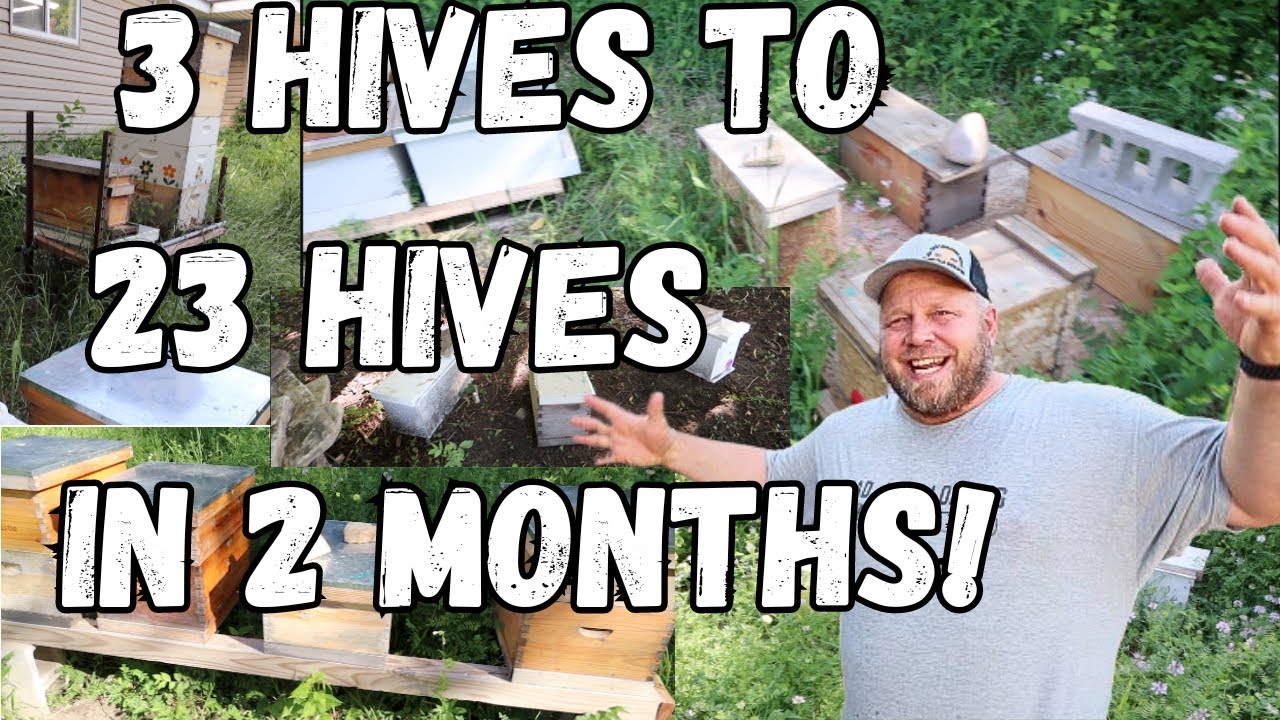 I went from 3 hives to 23 in 2 months! Growing my Apiary. - YouTube