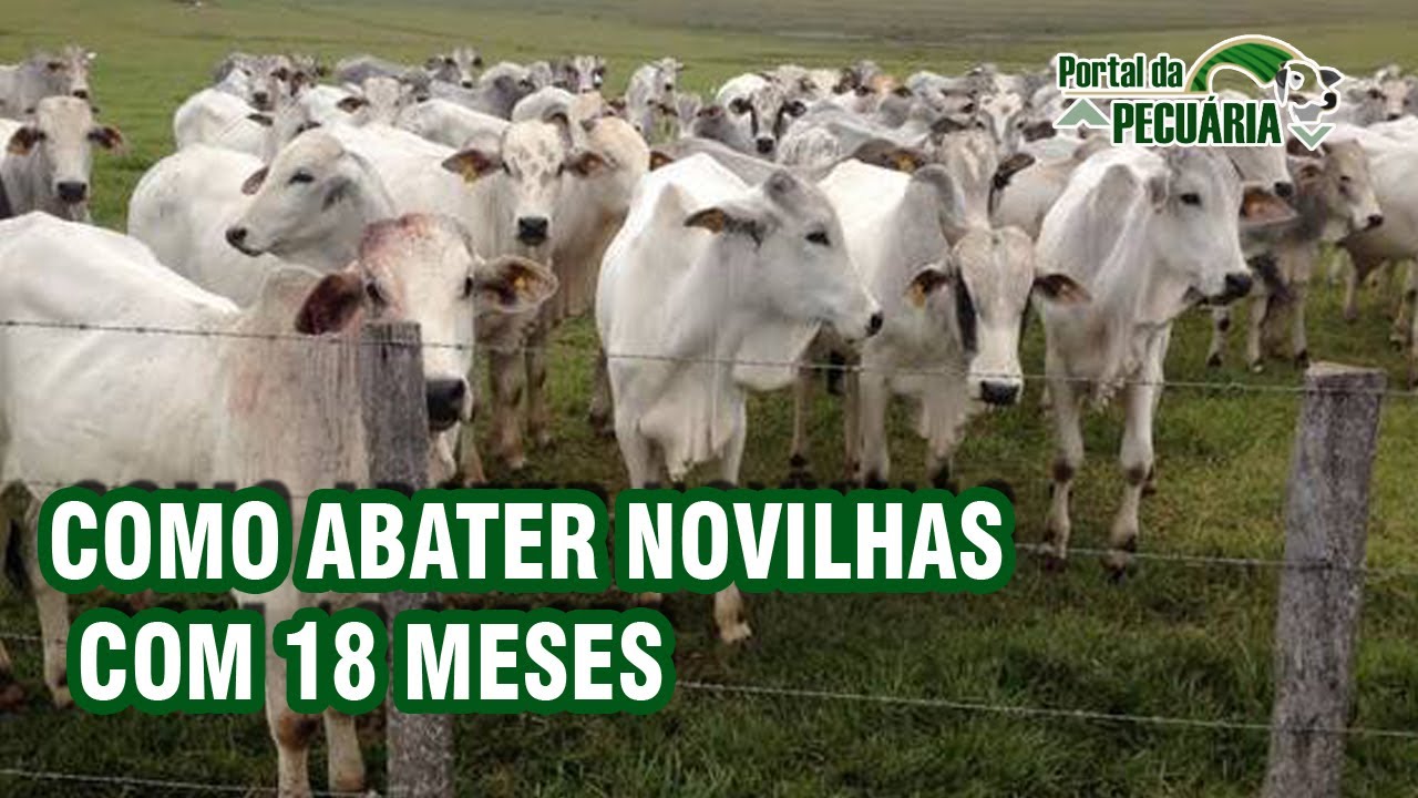 Como abater novilhas com 18 meses - YouTube