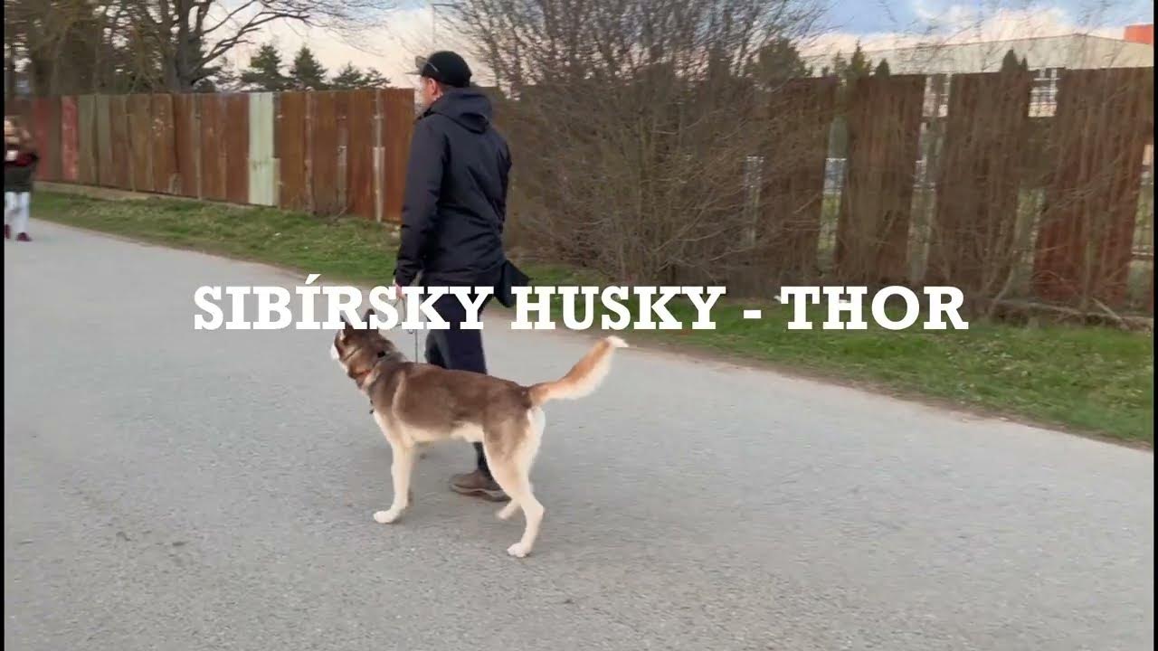 Výcvikový pobyt pre psov │Sibírsky husky Thor │CaniBond - výcvik a prevýchova psov - YouTube