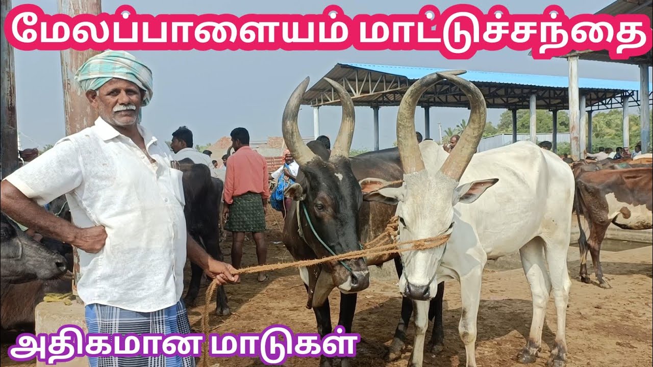 Melapalayam cow market | மேலப்பாளையம் மாட்டுச்சந்தை | kalnadai tholan ...