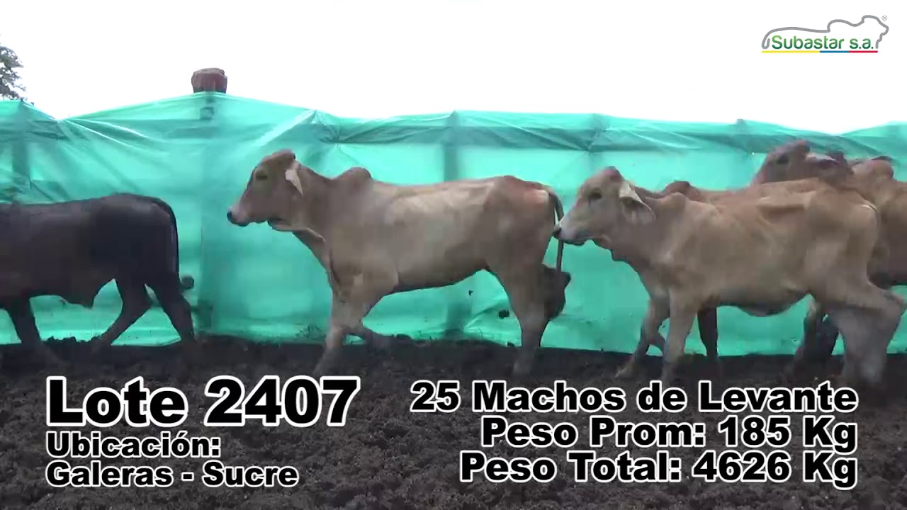 LOTE 2407 YouTube lote-2407-youtube