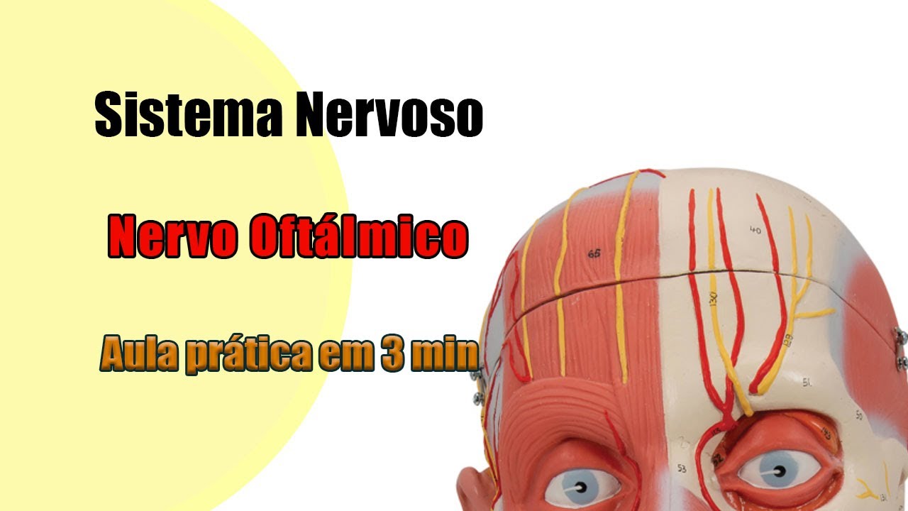 Netter Anatomia Do Nervo Trigemeo