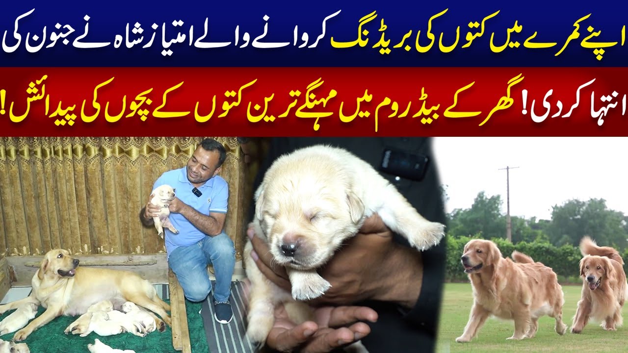 Kutton ( Dogs) Ki Breeding Apny Hi Bed Room Main | Imtiaz Shah Dogs Lover | Neo Digital - YouTube