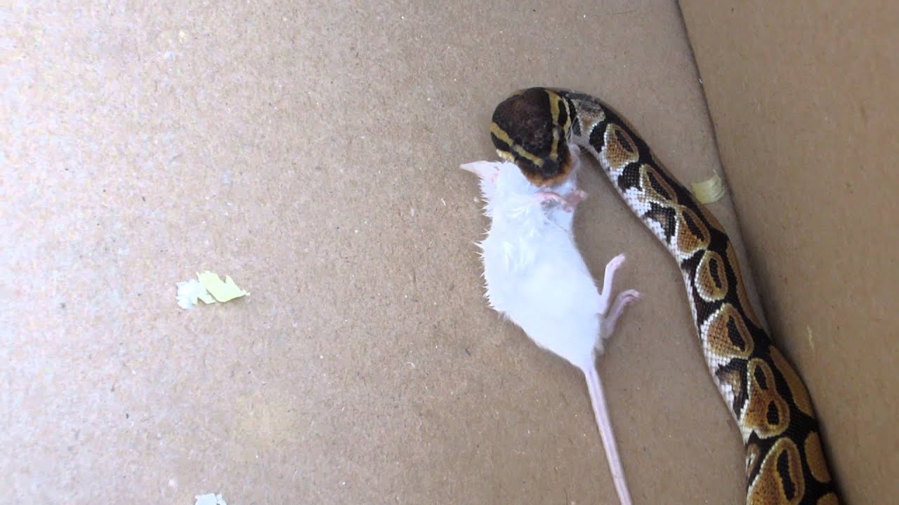 young ball python eating a rat - YouTube