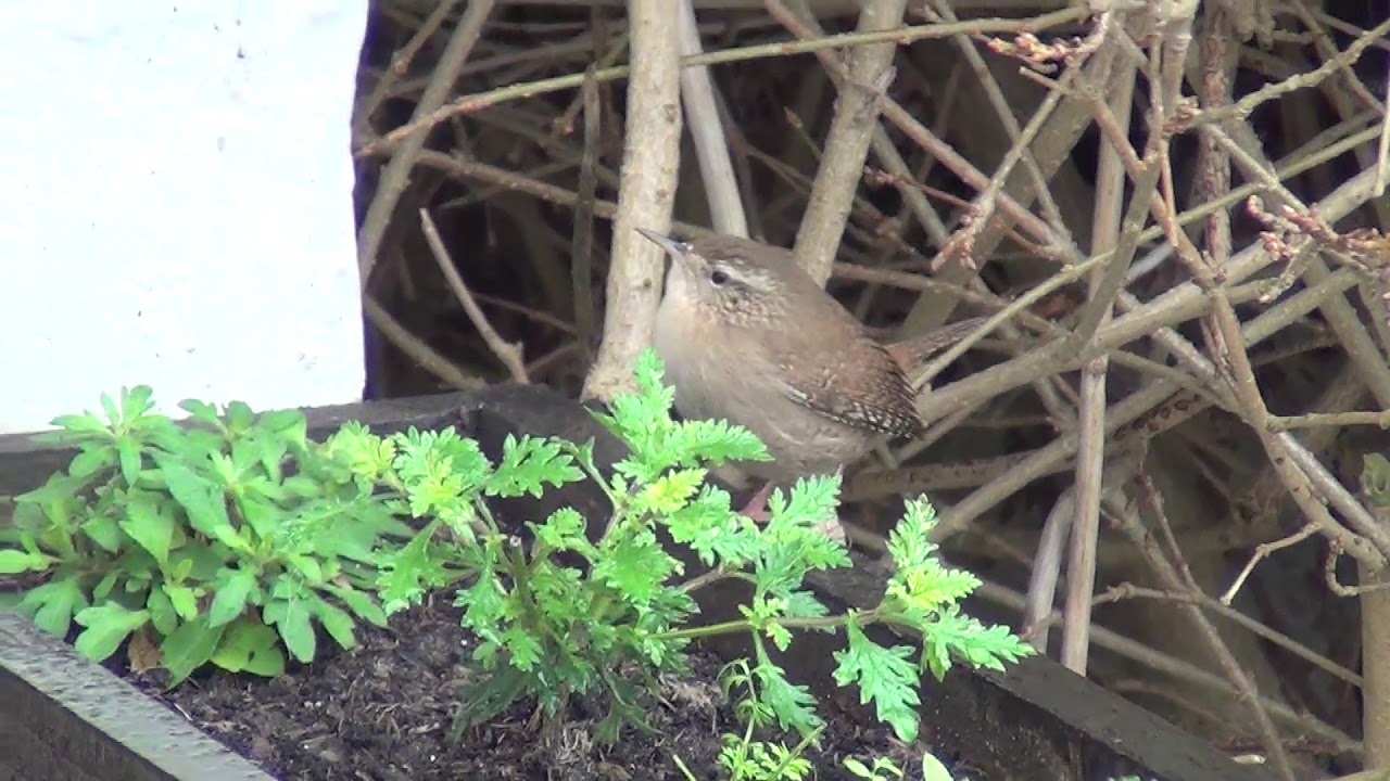 Wren feeding in our garden January 2021 - YouTube
