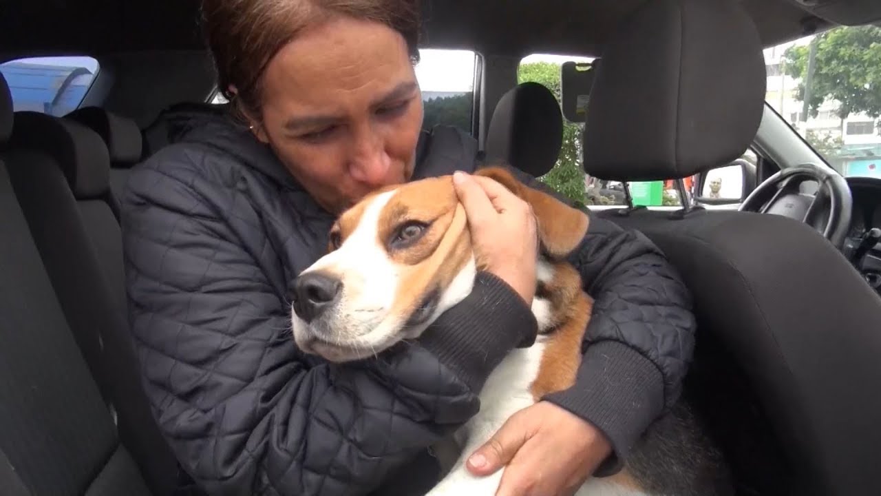 Así fue el rescate de Terry, un perro que colgaba de un acantilado ...