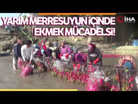 Yarım Metre Suda Turp İşçisi Kadınların Ekmek Mücadelesi