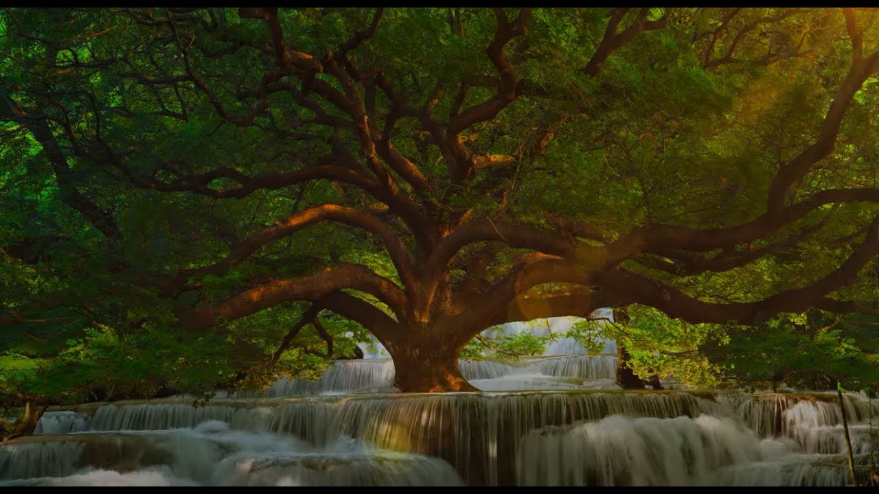 The Wild 2 | 8K HDR10 60fps - YouTube