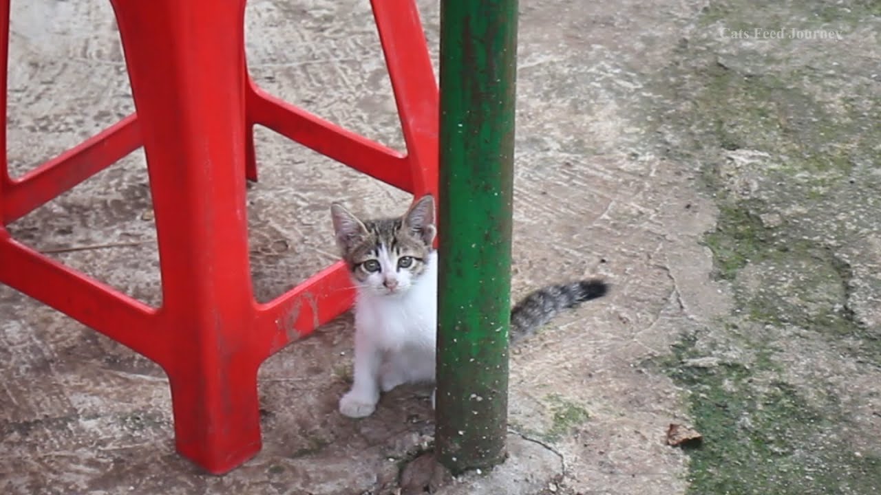 Adorable kitten alone without a mother cat - YouTube