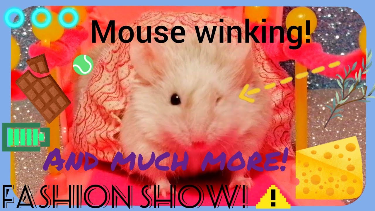 Episode 9 try not to laugh. super cute adventure of cute chunky mice ...