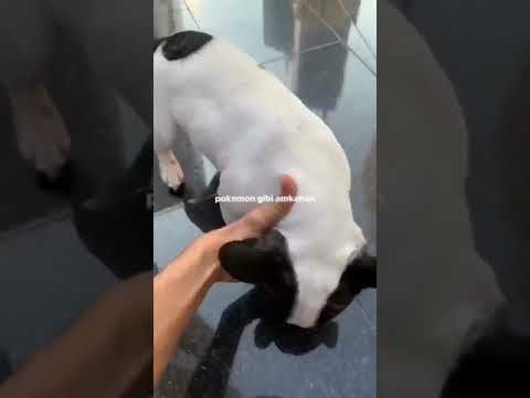 Reynmen Dubaide (Ferrari, Lamborghini, Rolls Royce, Dubai Sokakları)